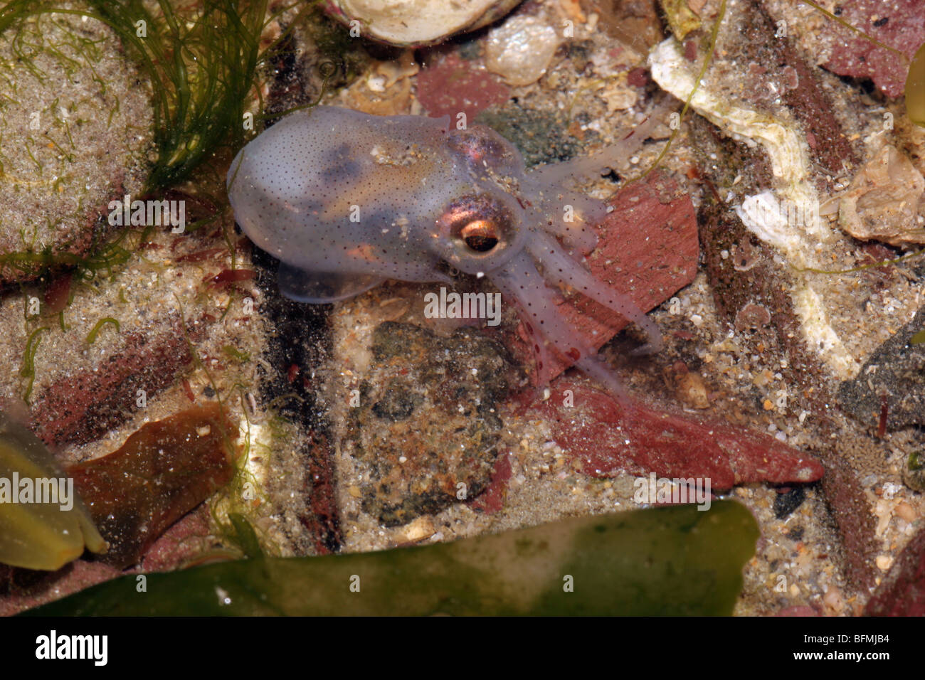 Bobtail squid uk hi-res stock photography and images - Alamy