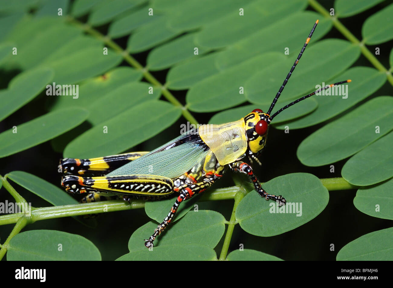 Variegated grasshopper (Zonocerus variegatus : Acrididae) showing ...