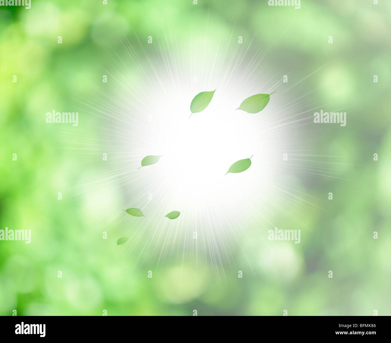Tender Green and Sunshine Stock Photo - Alamy