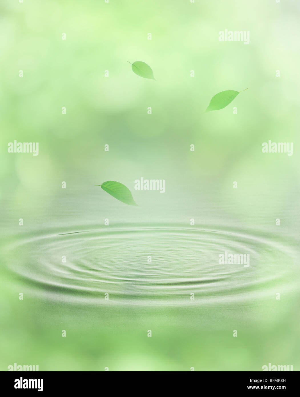 Green Leaf Falling on Water Surface Stock Photo - Alamy
