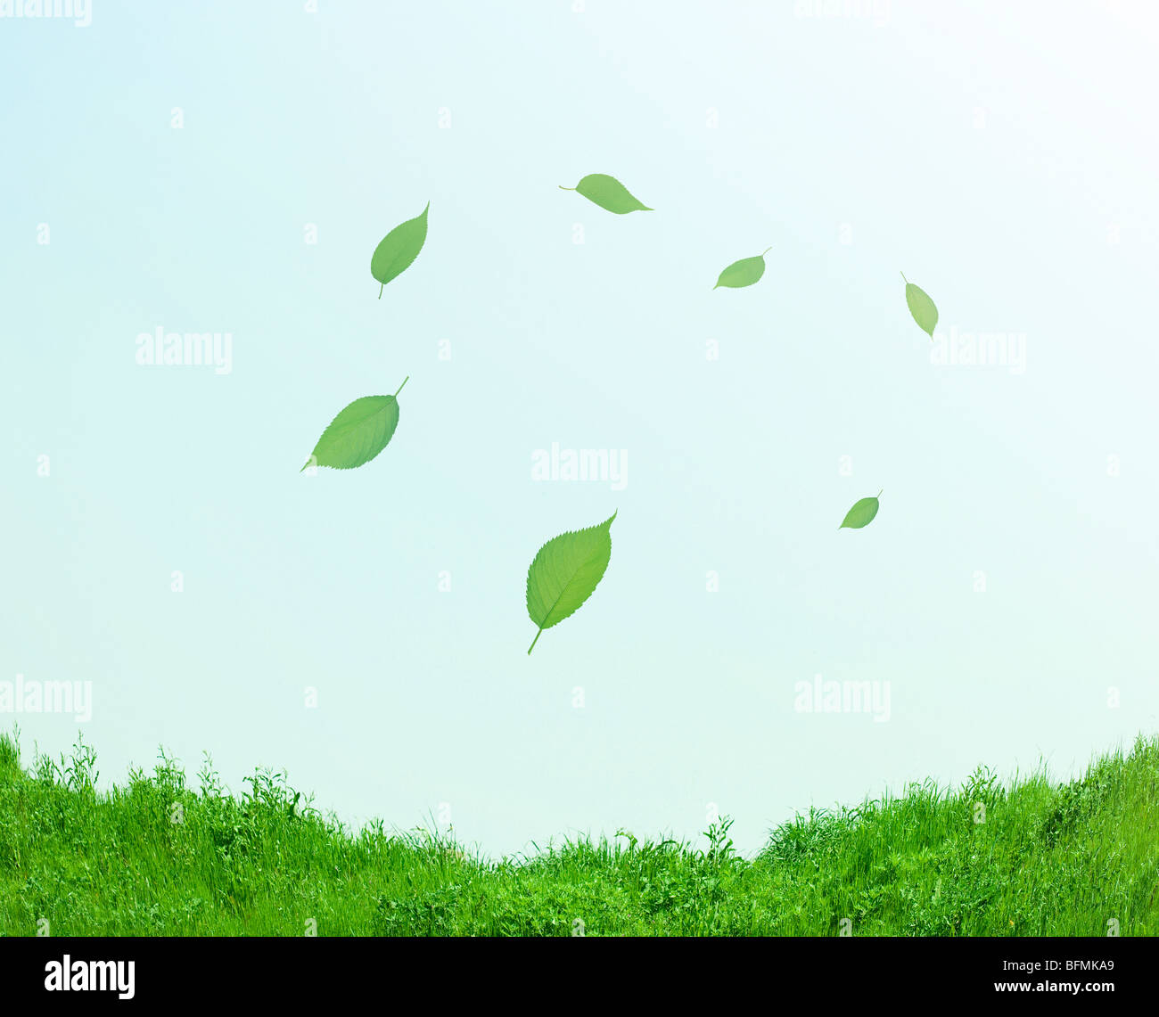 Green Leaf Flaying in Air Stock Photo - Alamy