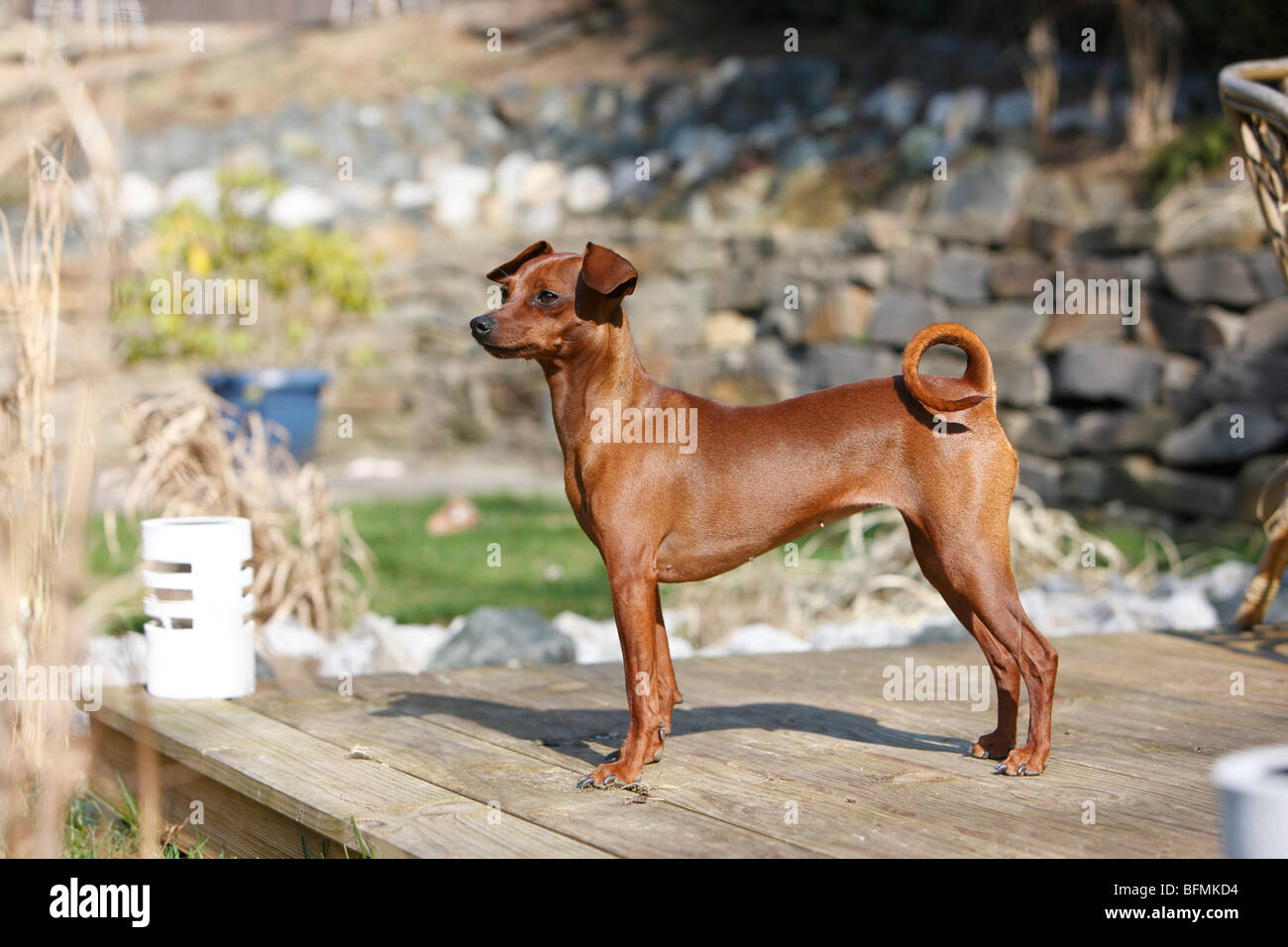 Stag Red Miniature Pinscher