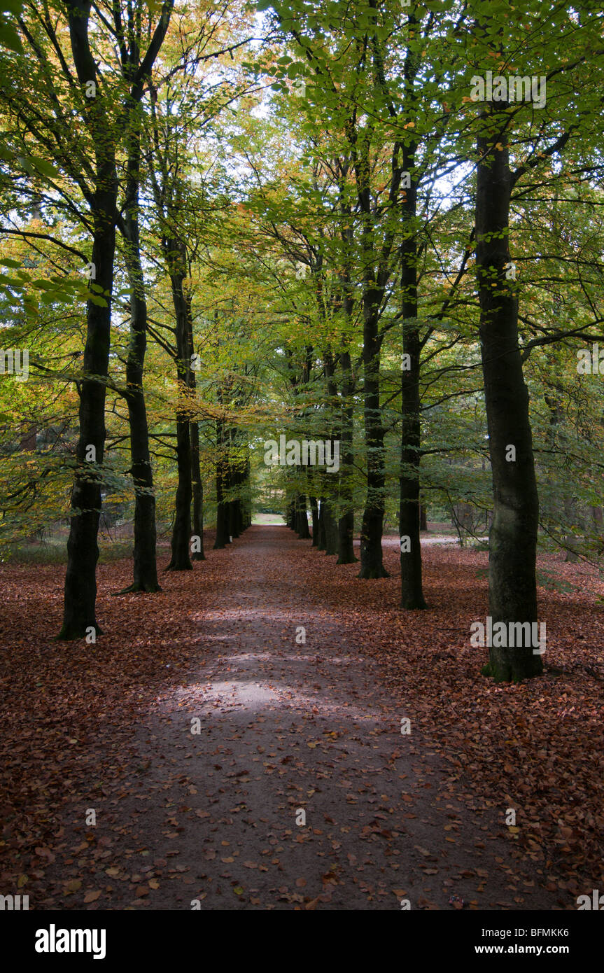 Veluwe national park de hoge veluwe hi-res stock photography and images ...