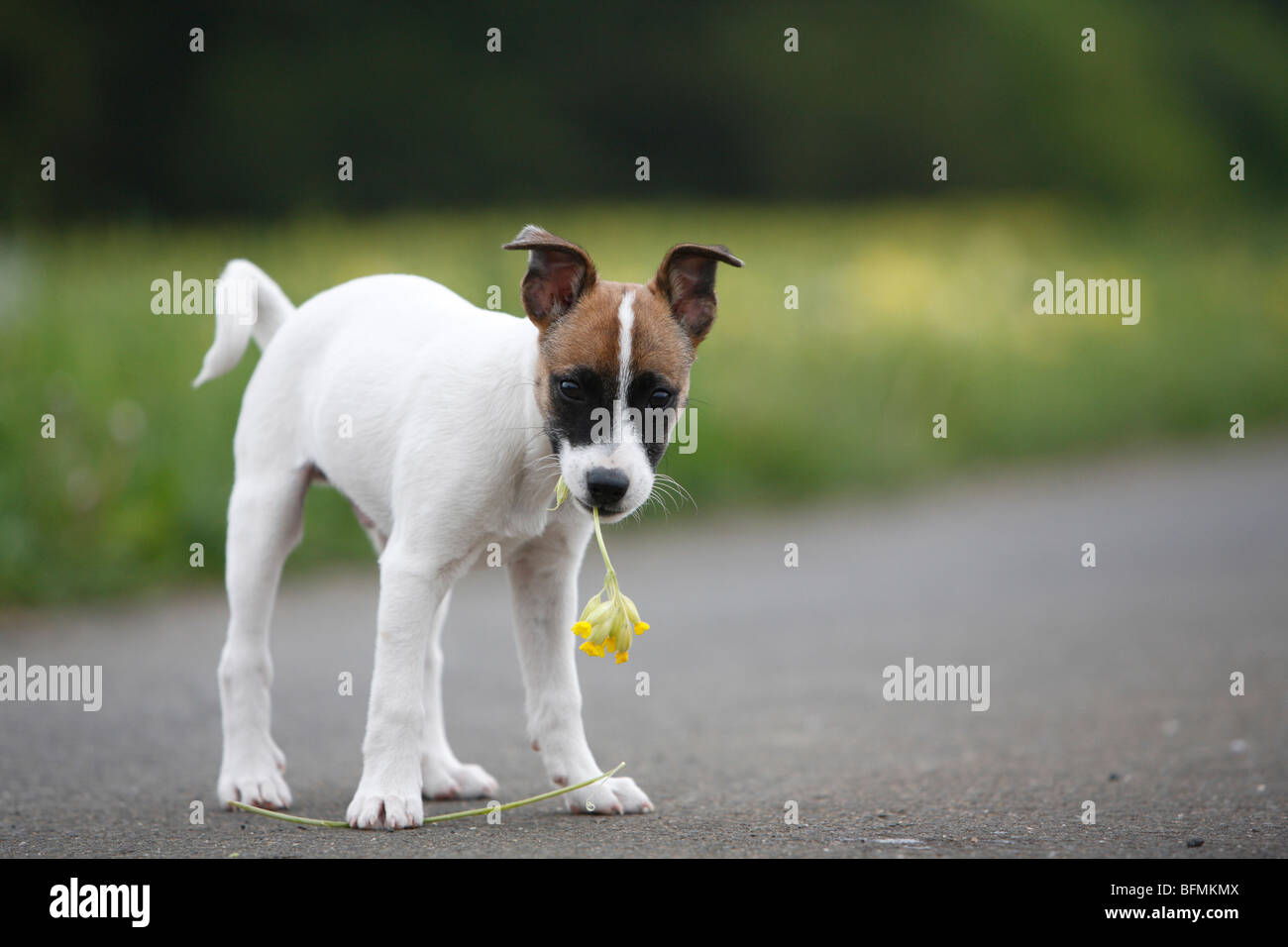 Jack Russell Terrier (Canis lupus f. familiaris), pup chewing a ...
