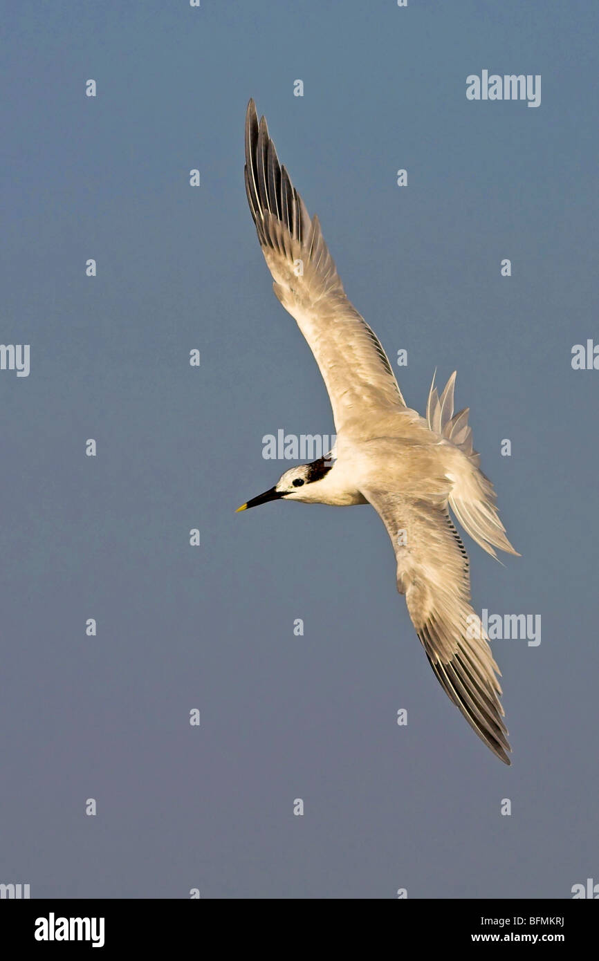 sandwich tern (Sterna sandvicensis, Thalasseus sandvicensis), flying ...
