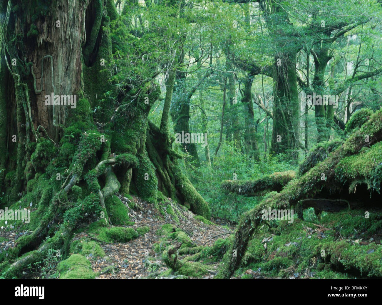 Ancient japanese cedar kagoshima hi-res stock photography and images ...