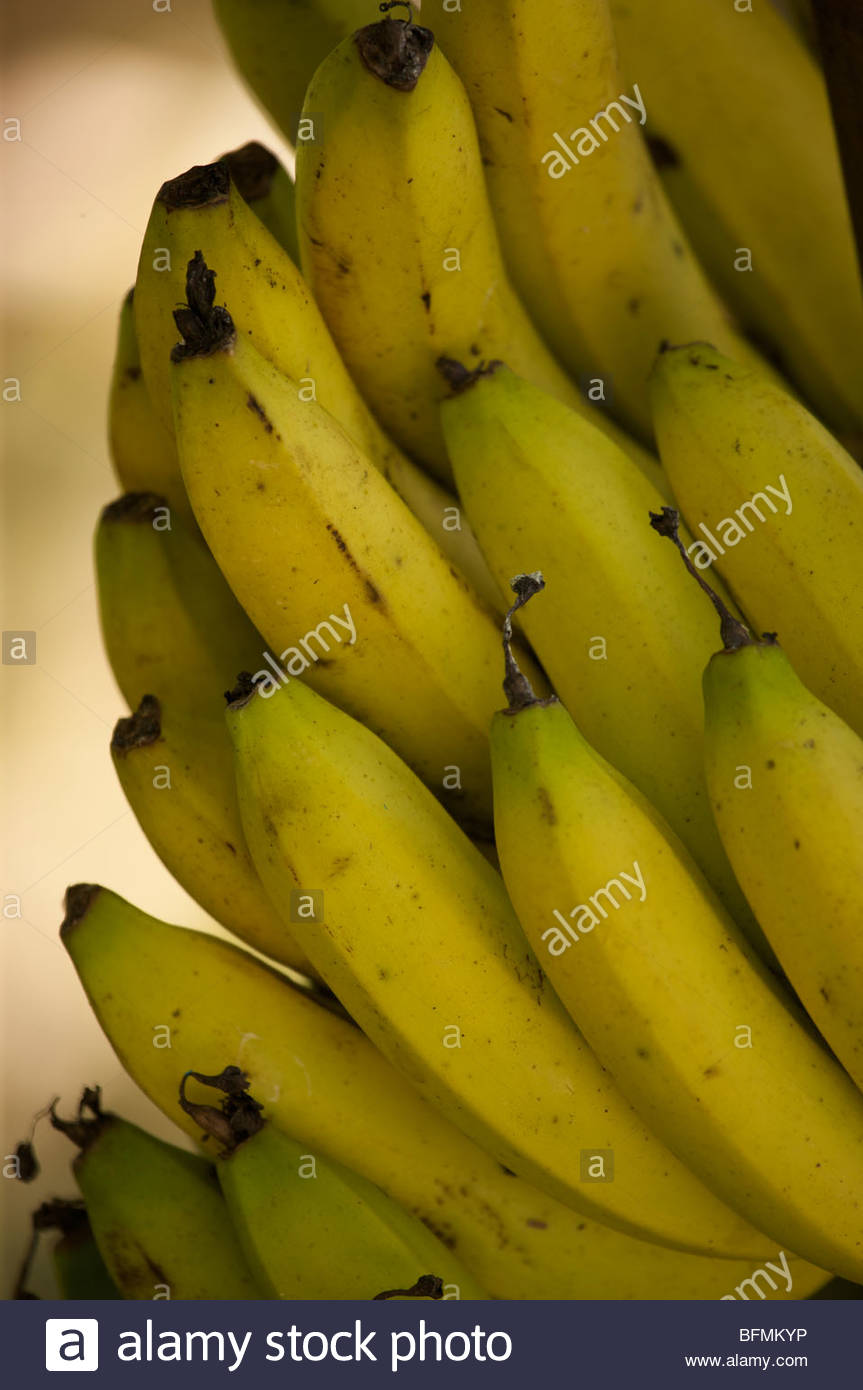 Bunch Bananas Jamaica Stock Photos & Bunch Bananas Jamaica Stock Images ...