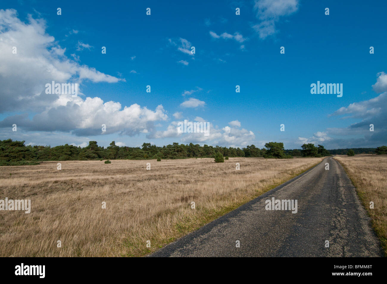 Netherlands, National Park De Hoge Veluwe, landscape Stock Photo - Alamy