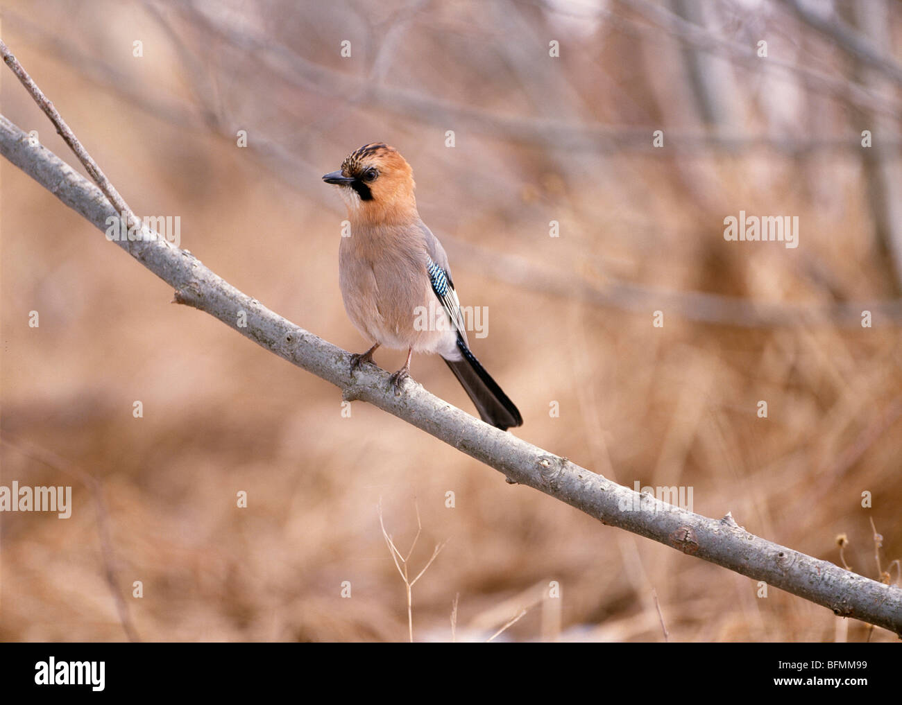 Jaybird hi-res stock photography and images - Alamy