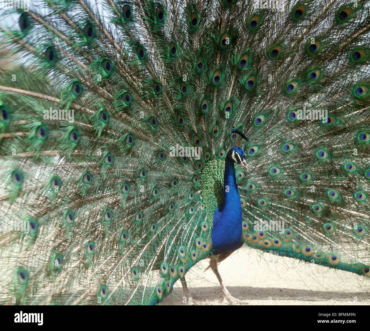 Peacock side view hi-res stock photography and images - Alamy