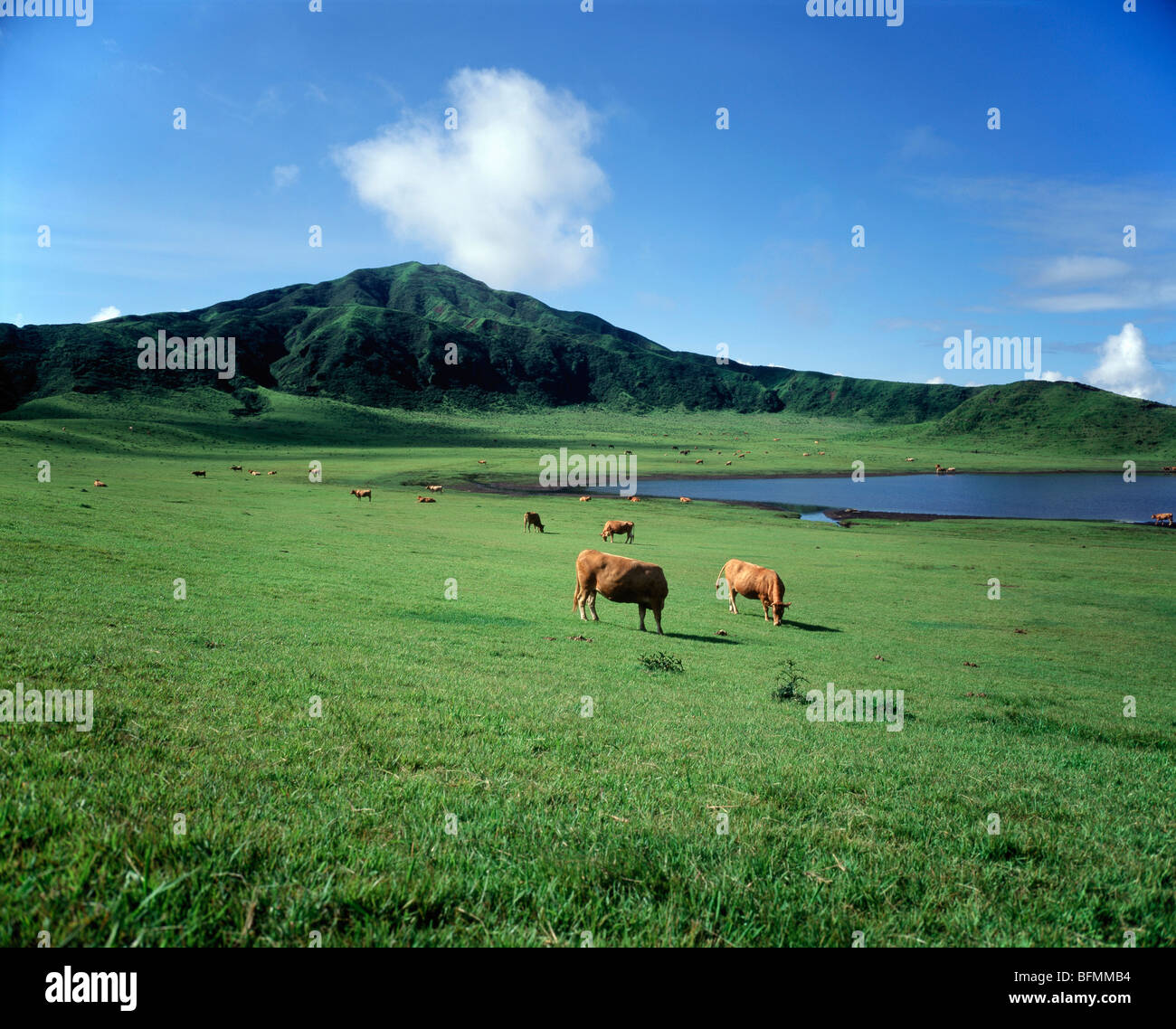 Pastured Cattle in Green Field Stock Photo - Alamy