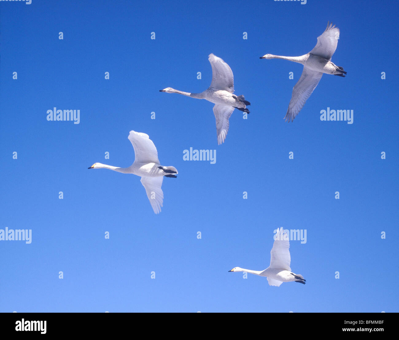 Flying Swan in Blue Sky Stock Photo - Alamy