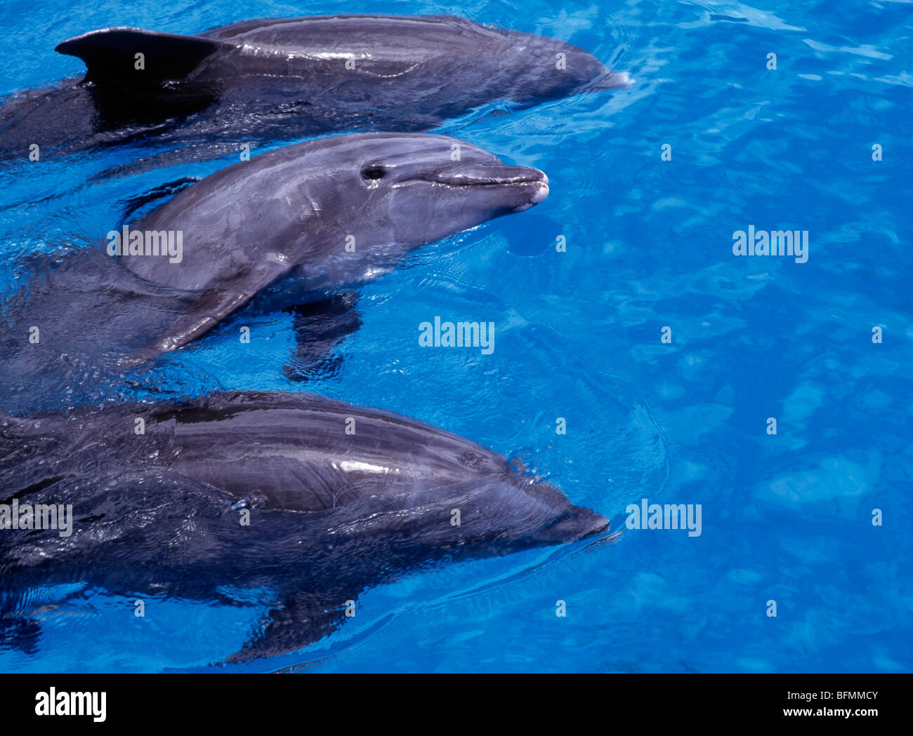 Swimming Three Dolphins Stock Photo - Alamy