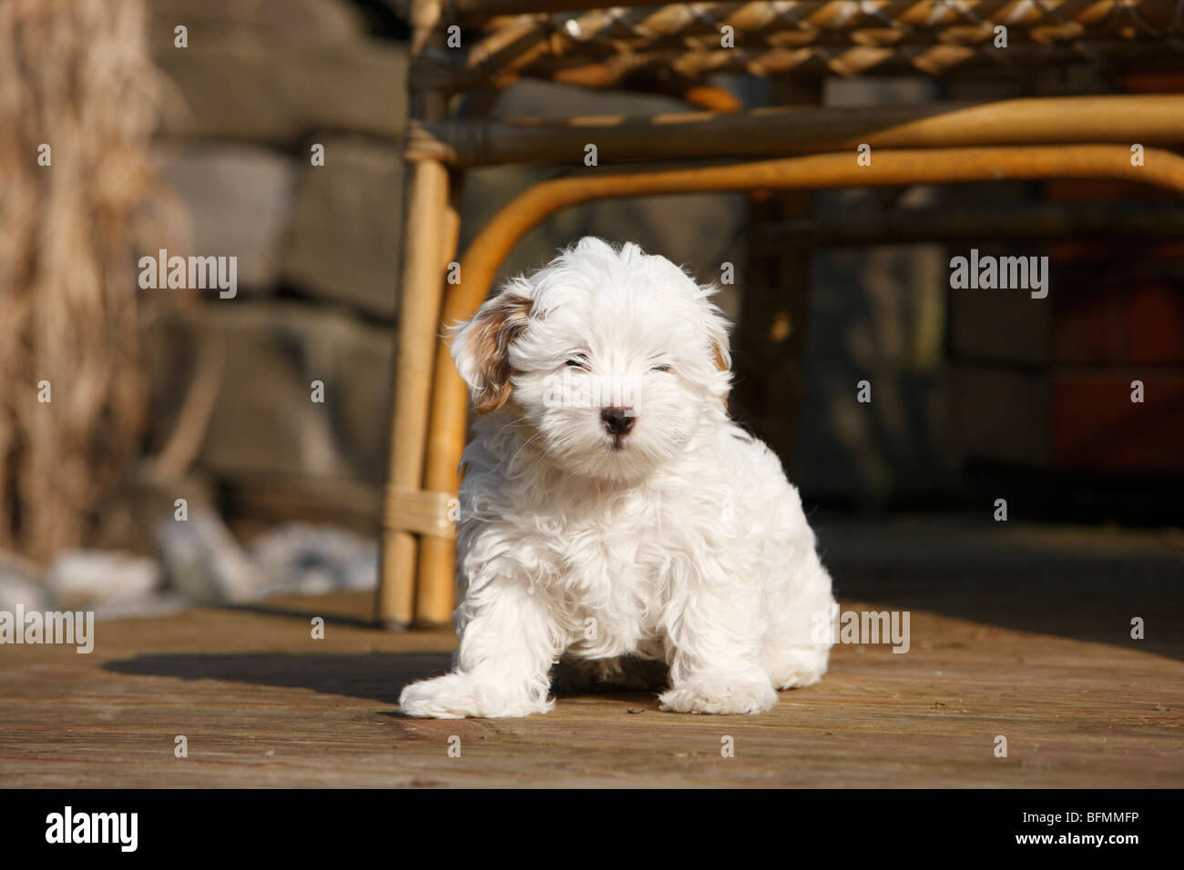 Havanese Puppies High Resolution Stock Photography and Images - Alamy