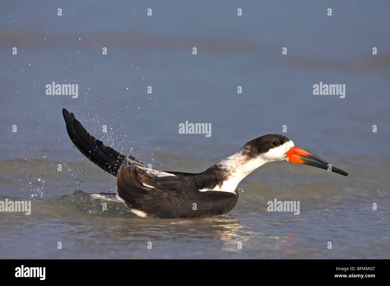 black skimmer (Rynchops niger), walking in mud flat, USA, Florida ...