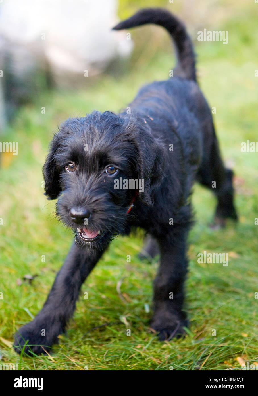 9 week old labradoodle puppy at home in the garden after being taken ...