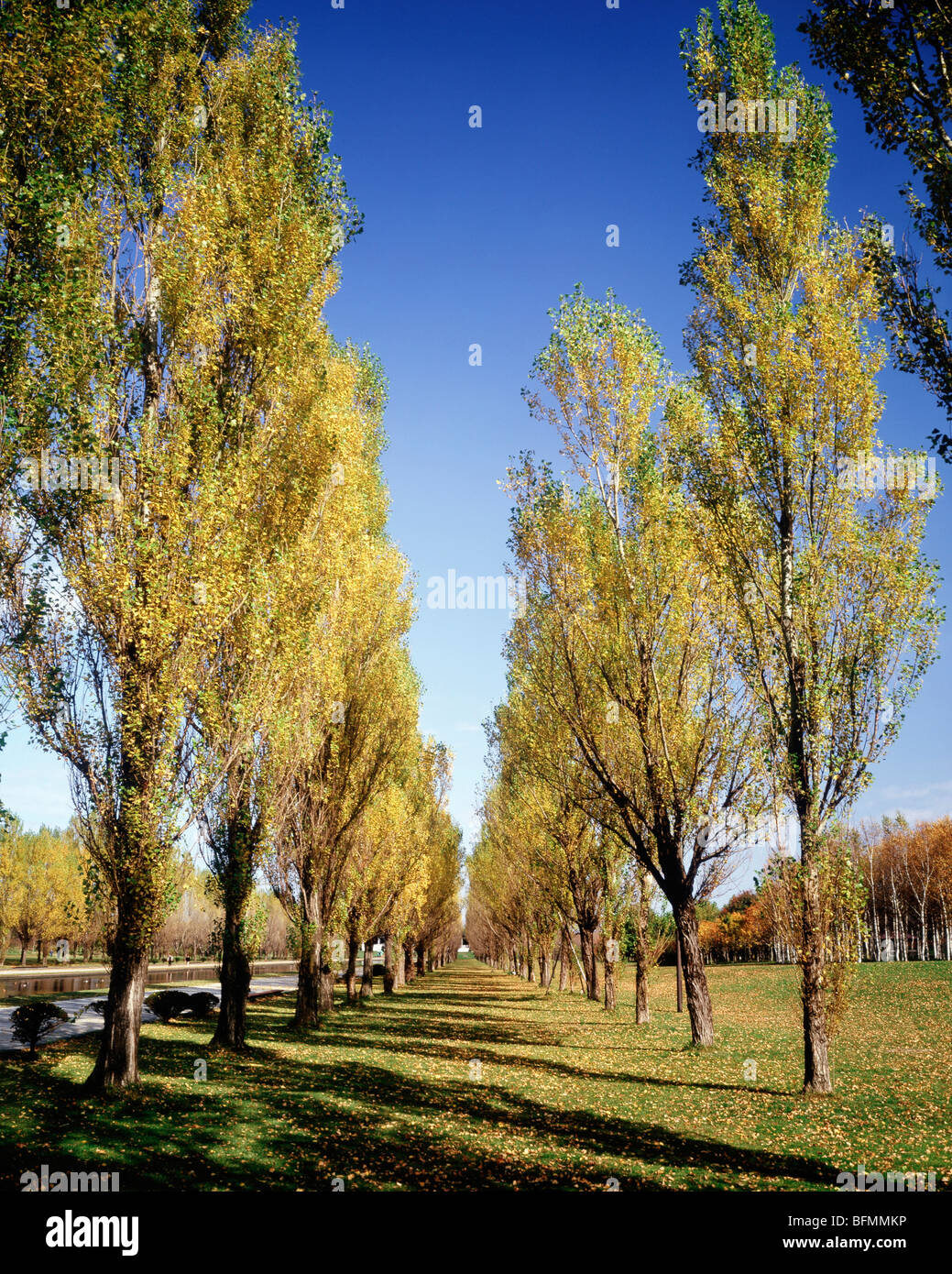Row of Poplar Trees Stock Photo - Alamy