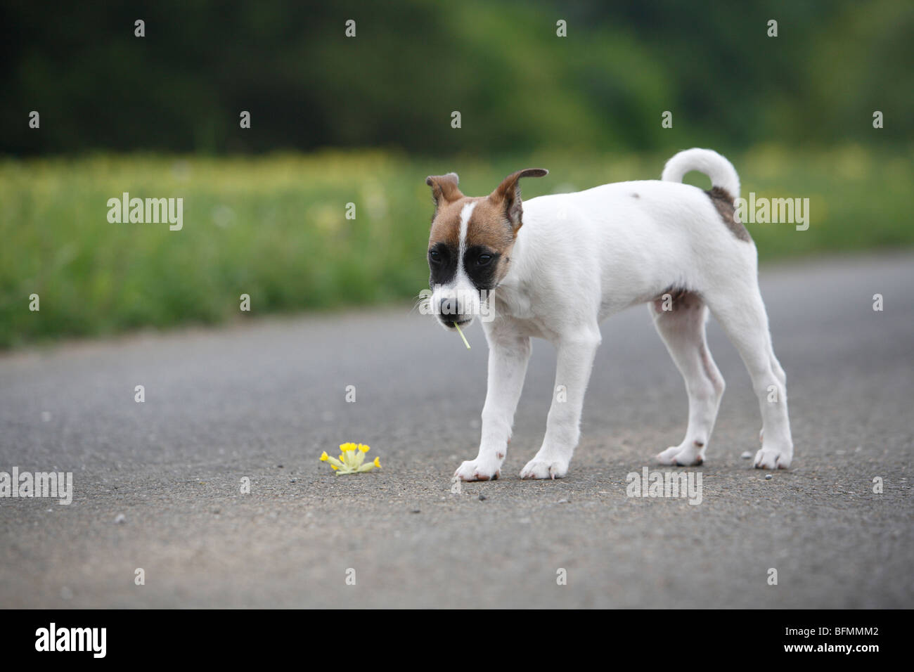 Jack Russell Terrier (Canis lupus f. familiaris), pup chewing a ...