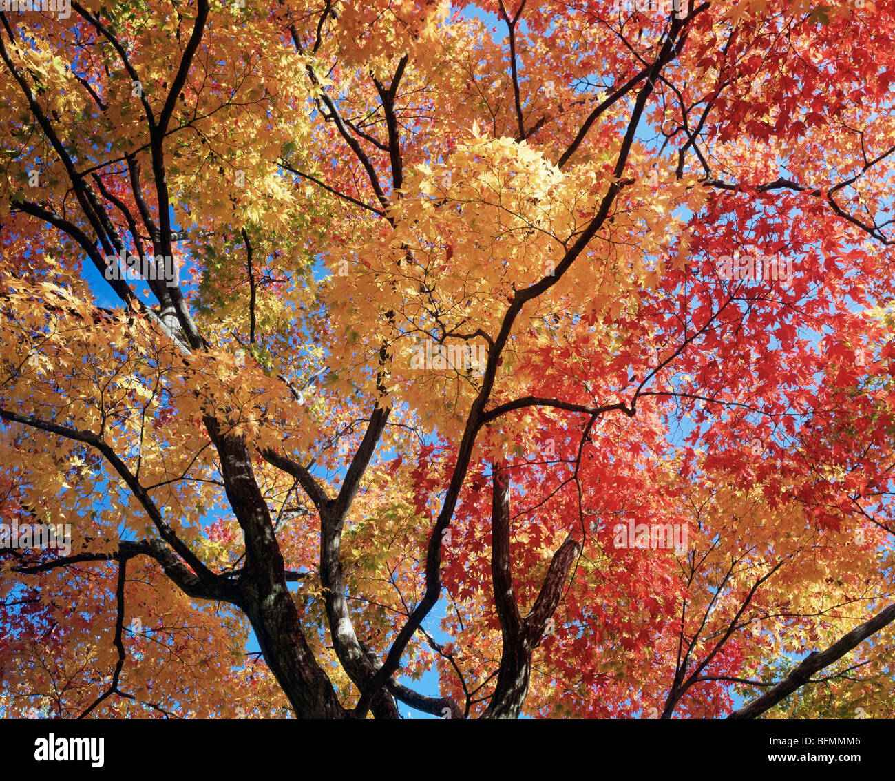 Maple Tree in Autumn Color Stock Photo - Alamy