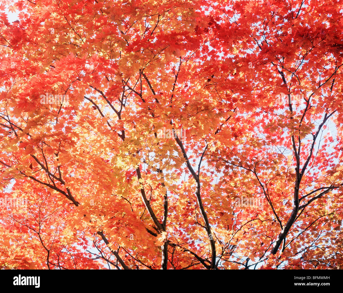 Maple Tree in Autumn Color Stock Photo - Alamy