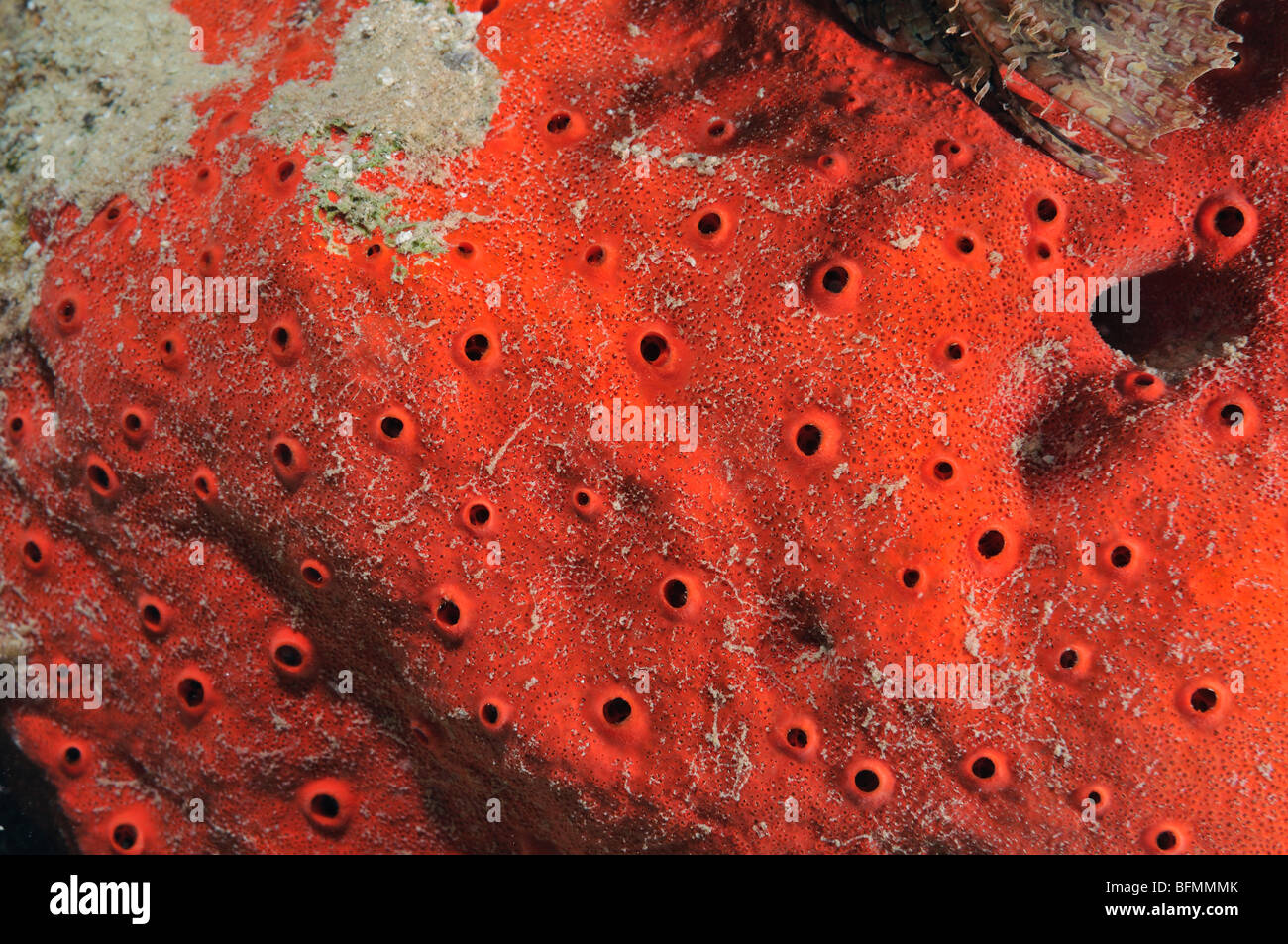 Red boring sponge, Pione vastifica, Gulf of Aqaba, Red Sea Stock Photo ...