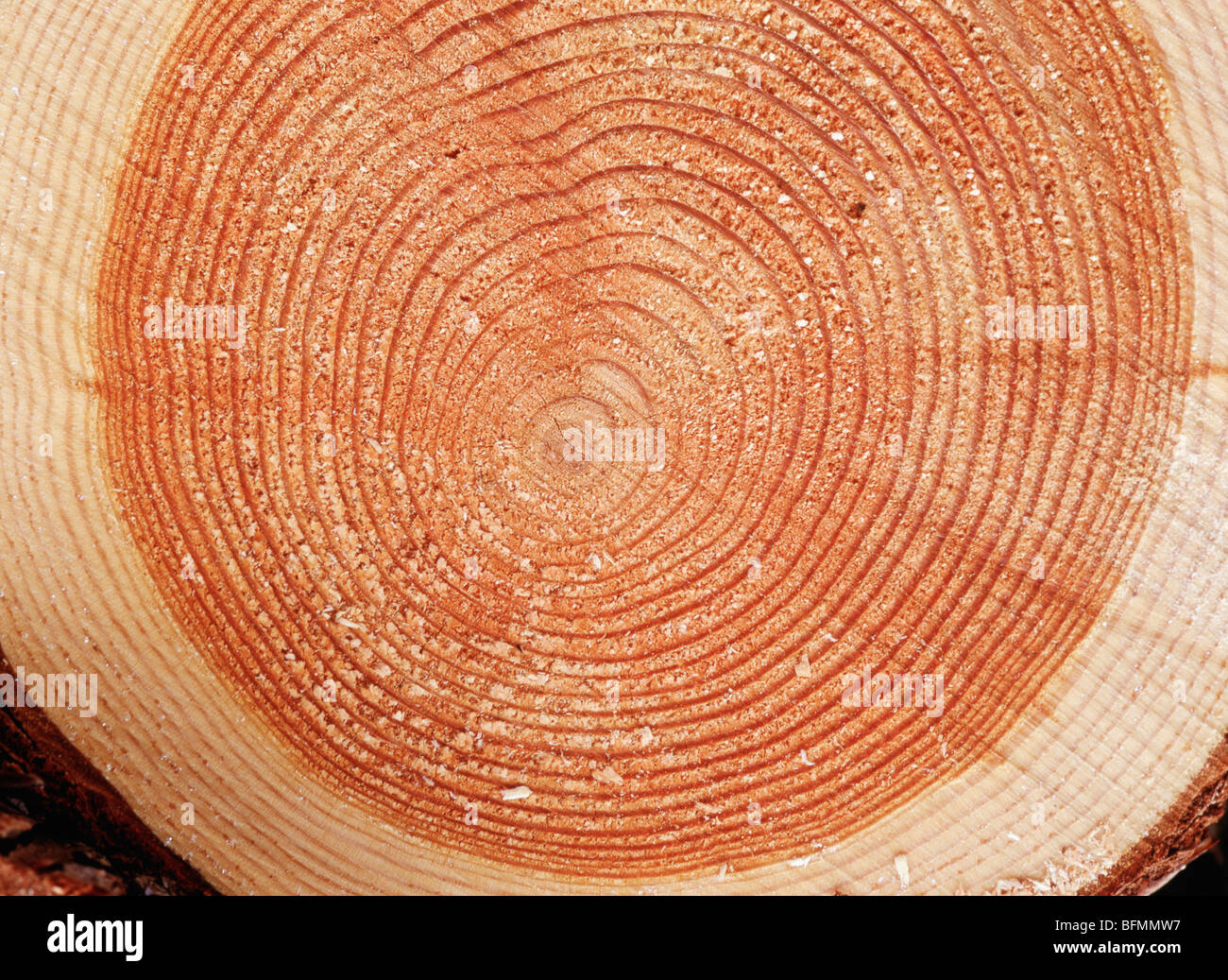 Growth ring hi-res stock photography and images - Alamy