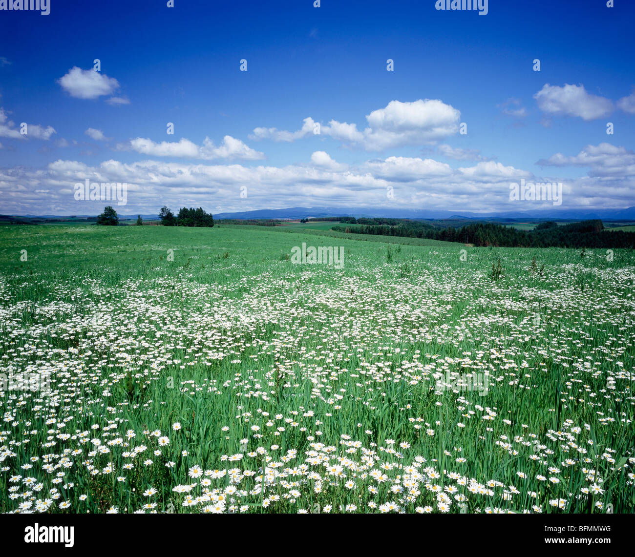 Flower Field and Blue Sky Stock Photo - Alamy