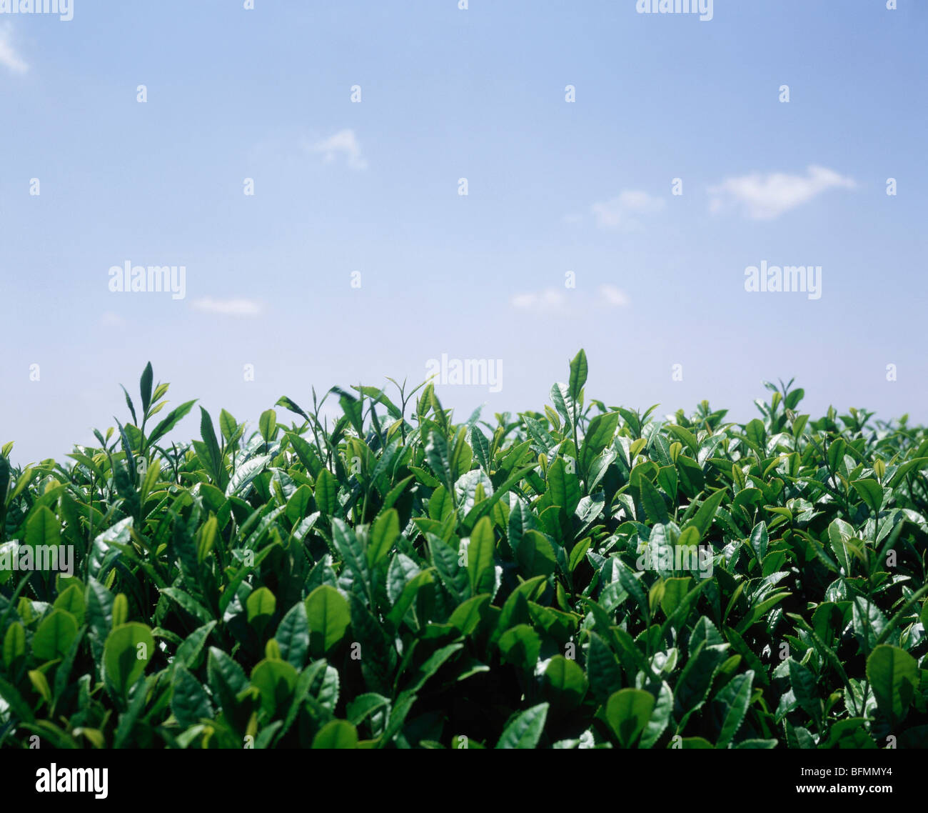 Fresh Top of Tea Leaves Stock Photo - Alamy