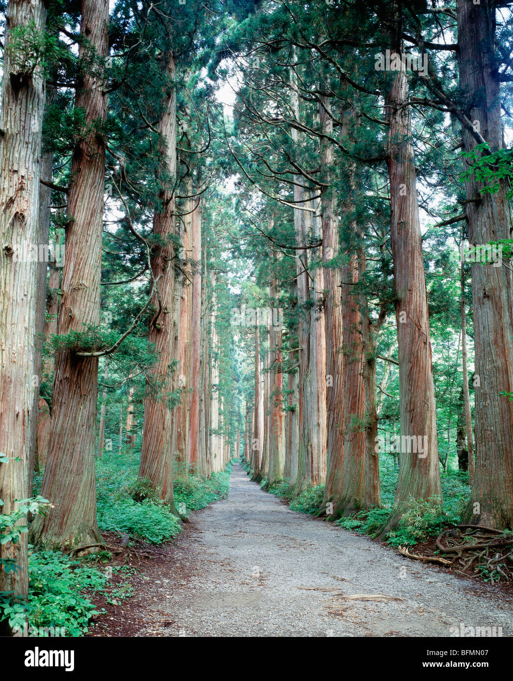 Row of Japanese Cedar Stock Photo - Alamy