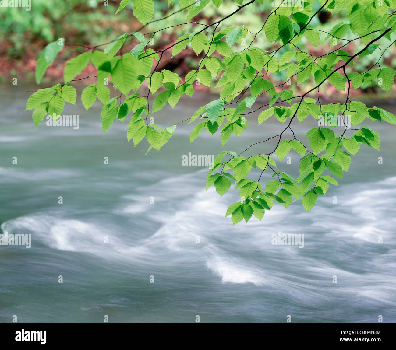 Oirase River, close up, long exposure, Towada city, Aomori prefecture ...