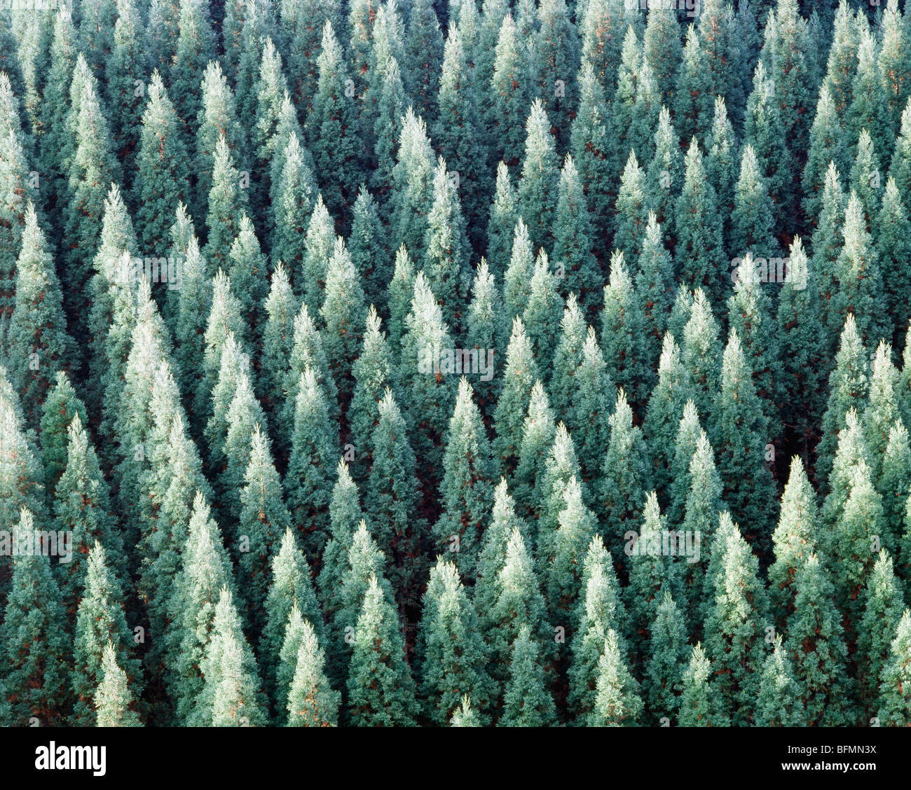 Grove of Japanese cedar trees, full frame, Hita city, Oita prefecture ...