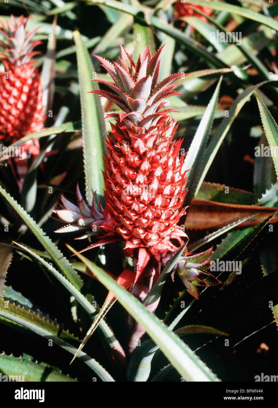 Unripe Pineapple Stock Photos & Unripe Pineapple Stock Images - Alamy