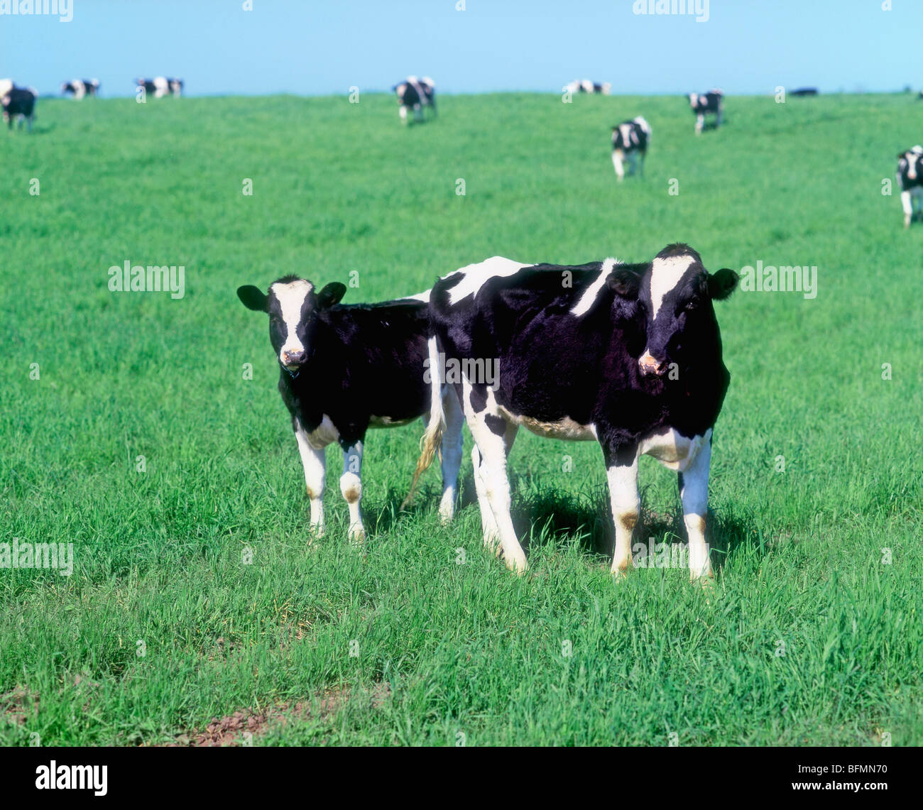 Cows in the field, Hokkaido prefecture, Japan Stock Photo - Alamy
