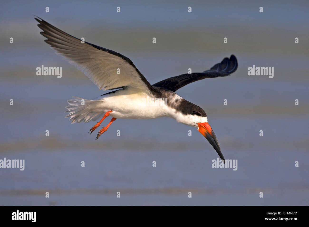 Black skimmer rynchops niger bird hi-res stock photography and images ...