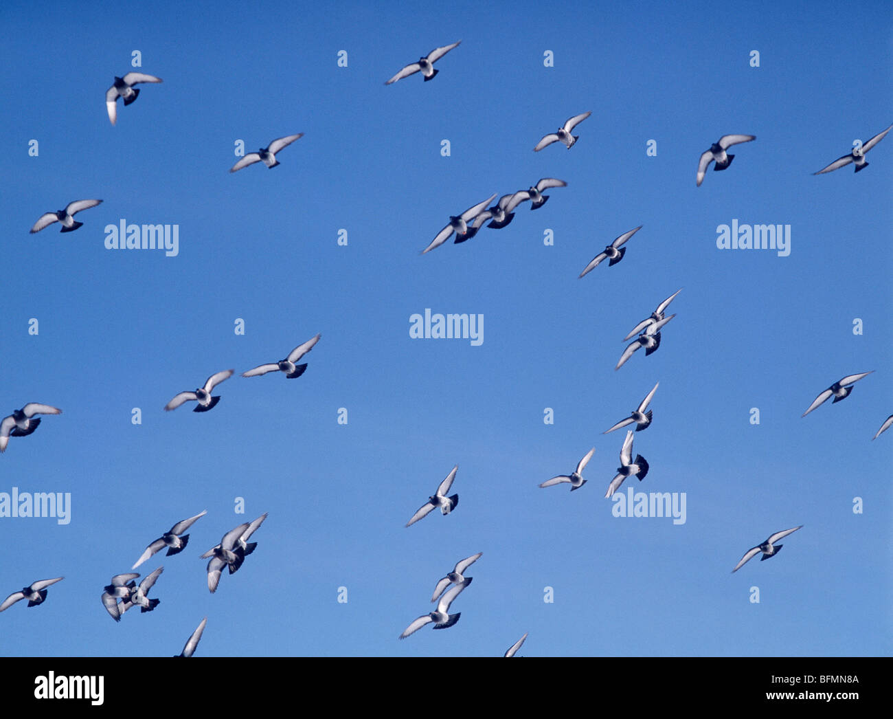 Pigeons flying in sunny sky, blue background, Kushiro city, Hokkaido ...