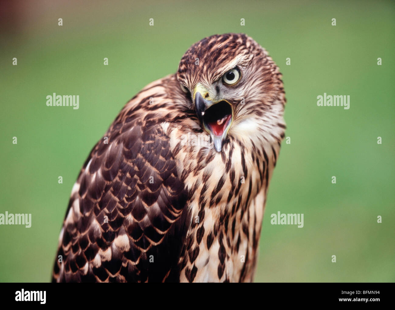 Hawk with open beak Stock Photo - Alamy