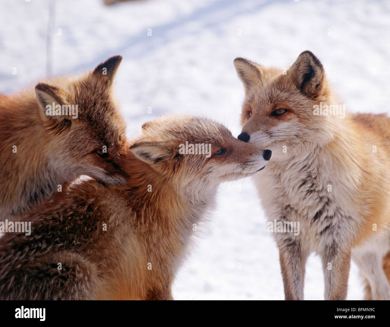 Three foxes on snowy land, Biei town, Hokkaido prefecture, Japan Stock ...
