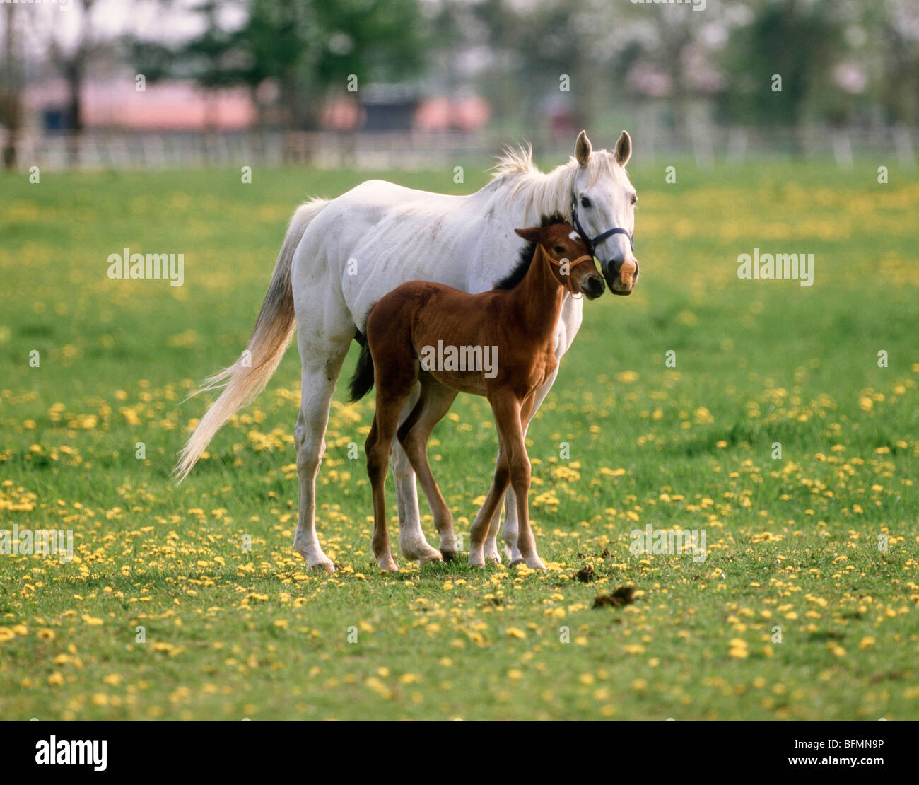 Family of horse in field, Hokkaido prefecture, Japan Stock Photo - Alamy