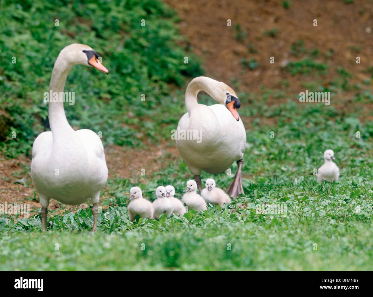 Family of swan walking on grass, Hirosaki city, Aomori prefecture ...