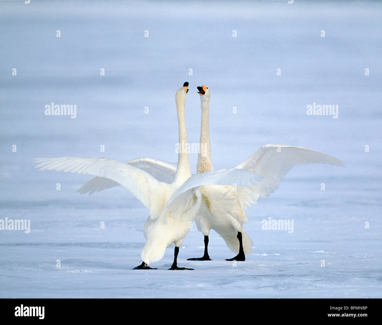Swans on frozen Lake Kussharo, Hokkaido prefecture, Japan Stock Photo ...