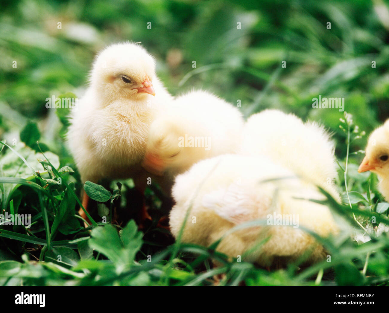 Baby chickens on grass, Yokohama city, Kanagawa prefecture, Japan Stock ...