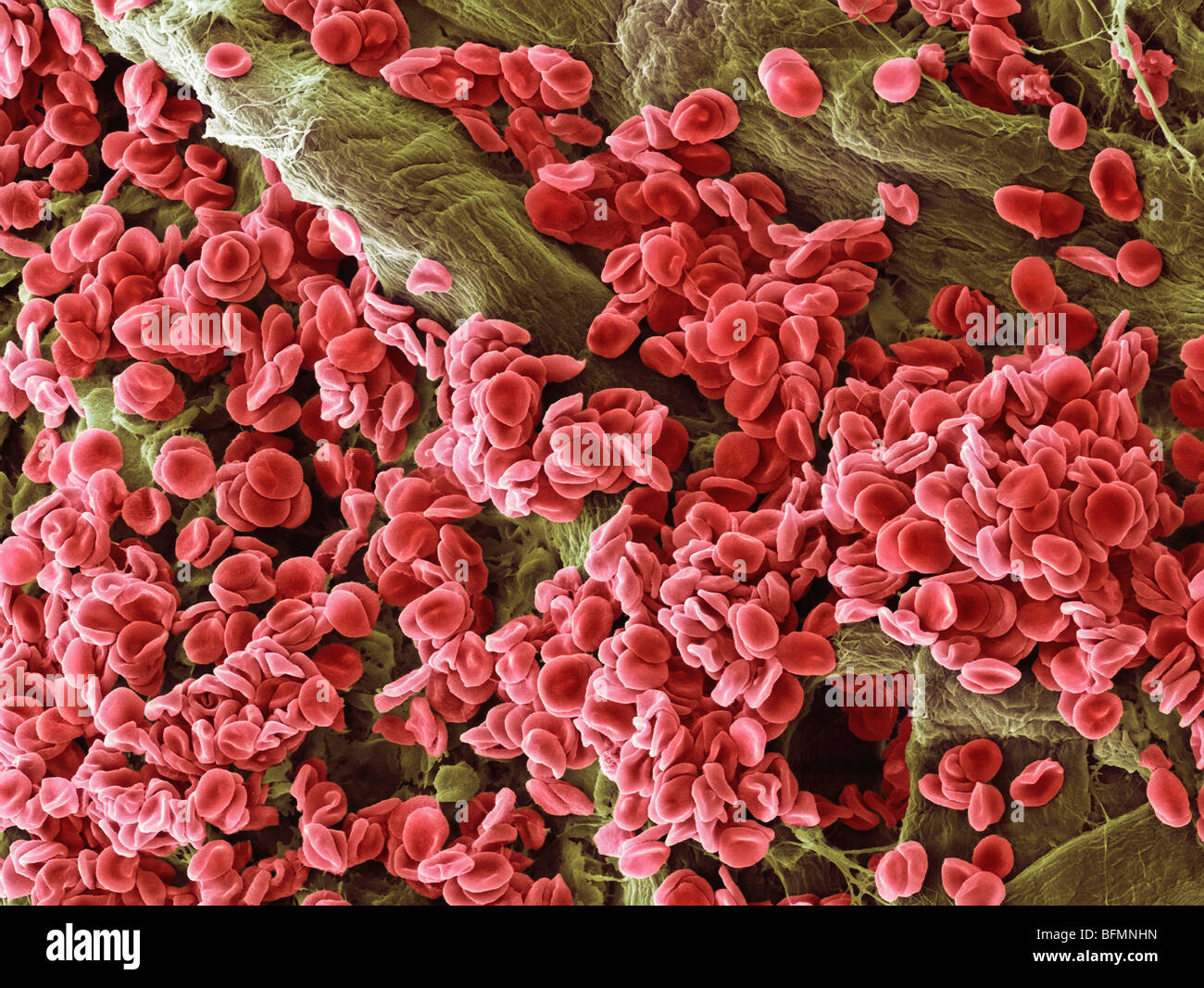 Red blood cells, SEM Stock Photo - Alamy