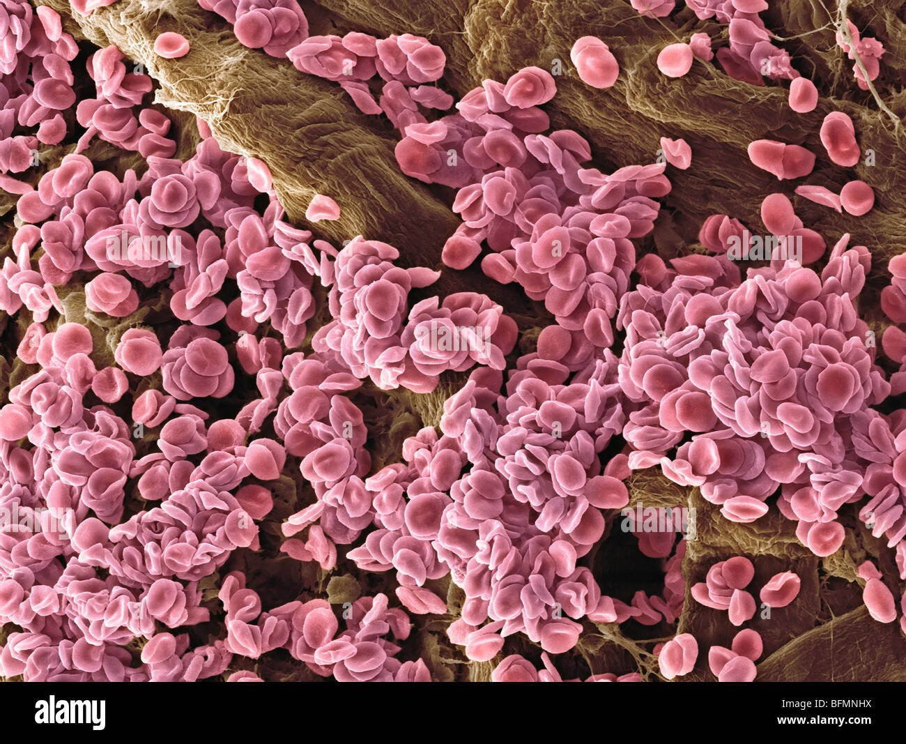 Red blood cells, SEM Stock Photo - Alamy