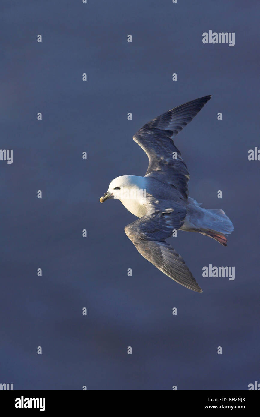 northern fulmar (Fulmarus glacialis), flying, Norway, Svalbard Stock ...