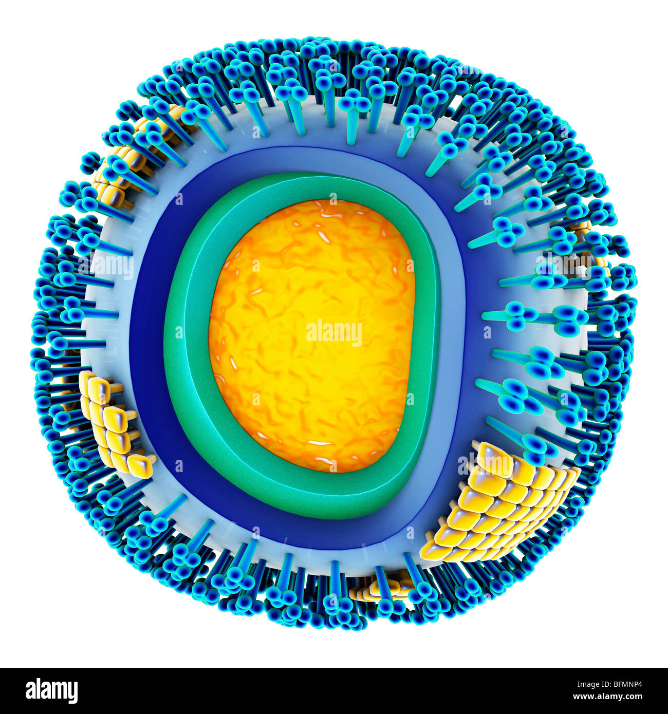 H1N1 flu virus particle, artwork Stock Photo - Alamy