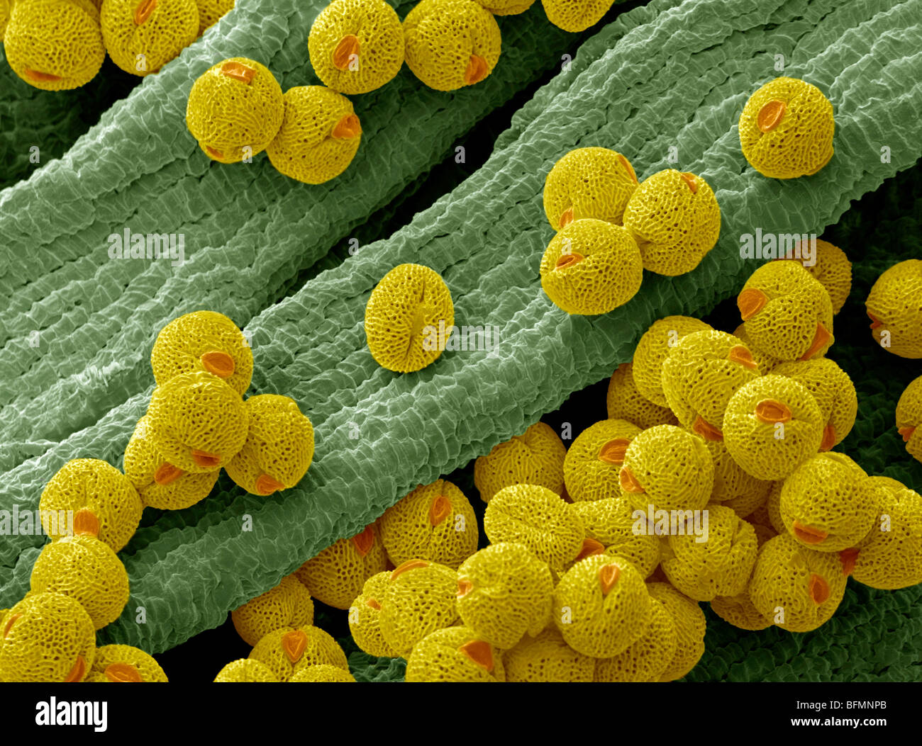 Bellflower pollen, SEM Stock Photo - Alamy