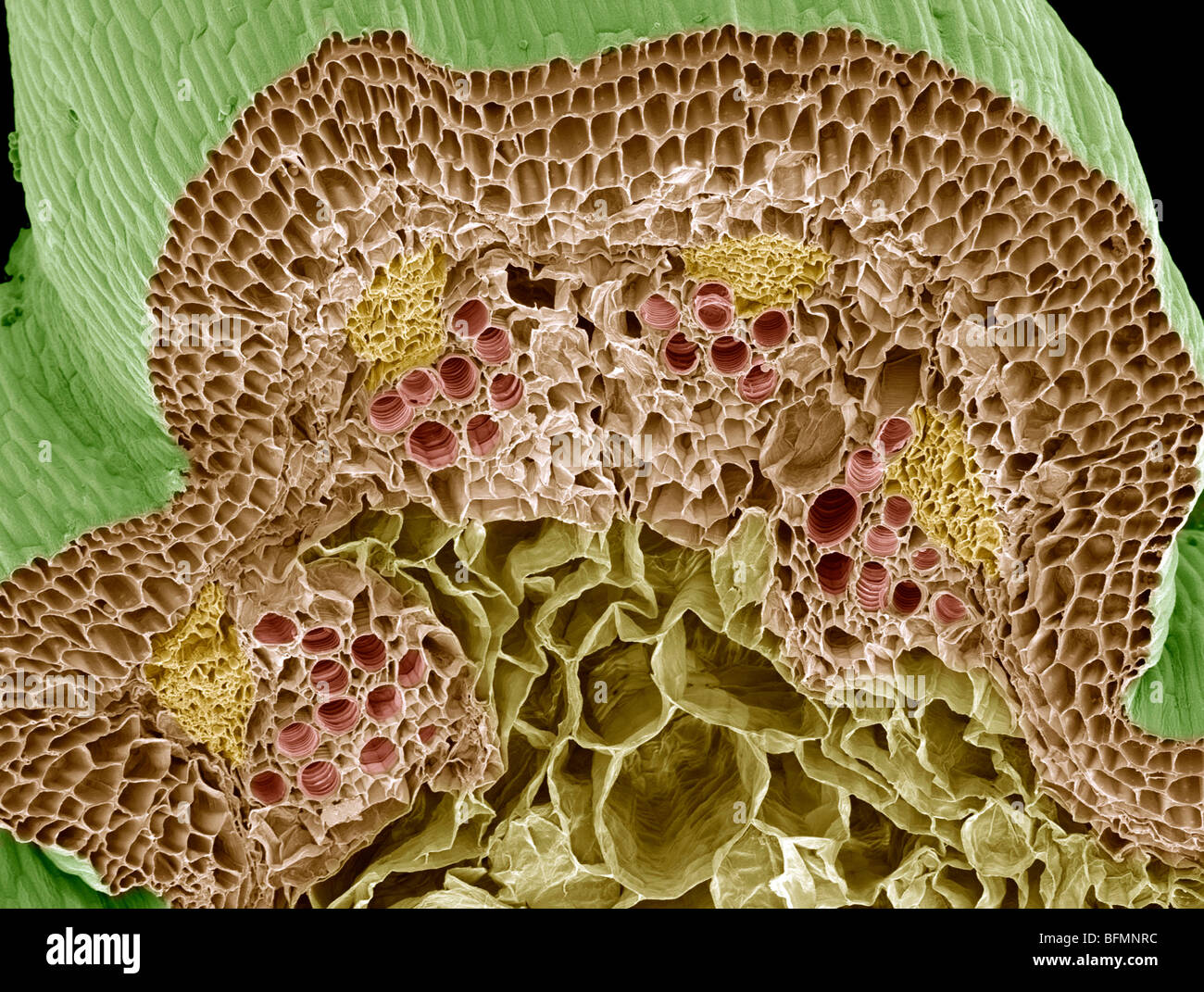 Cross section stem of vascular plants hi-res stock photography and ...