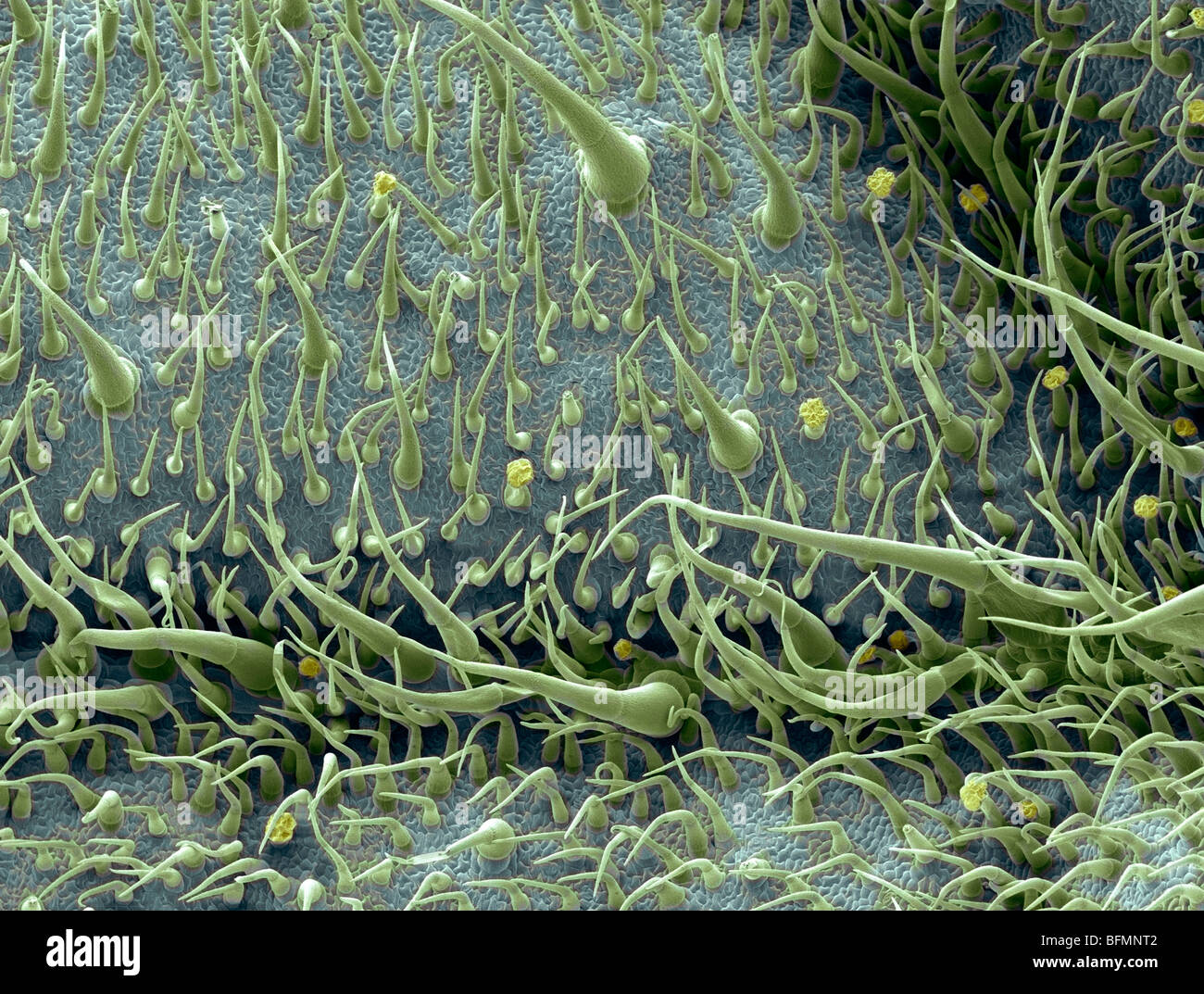 Surface trichomes hi-res stock photography and images - Alamy