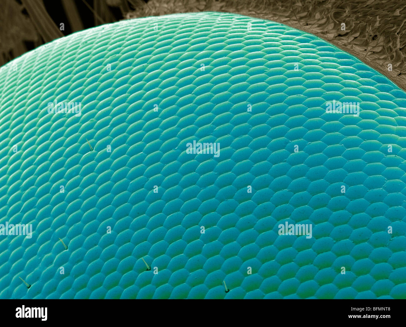 Scanning electron microscope image eye hi-res stock photography and ...