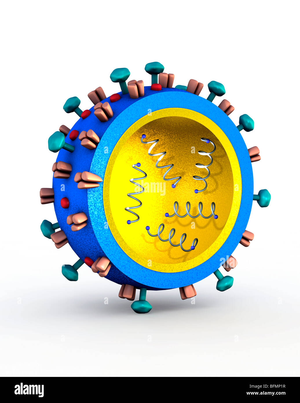 Virus Diagram Unlabeled